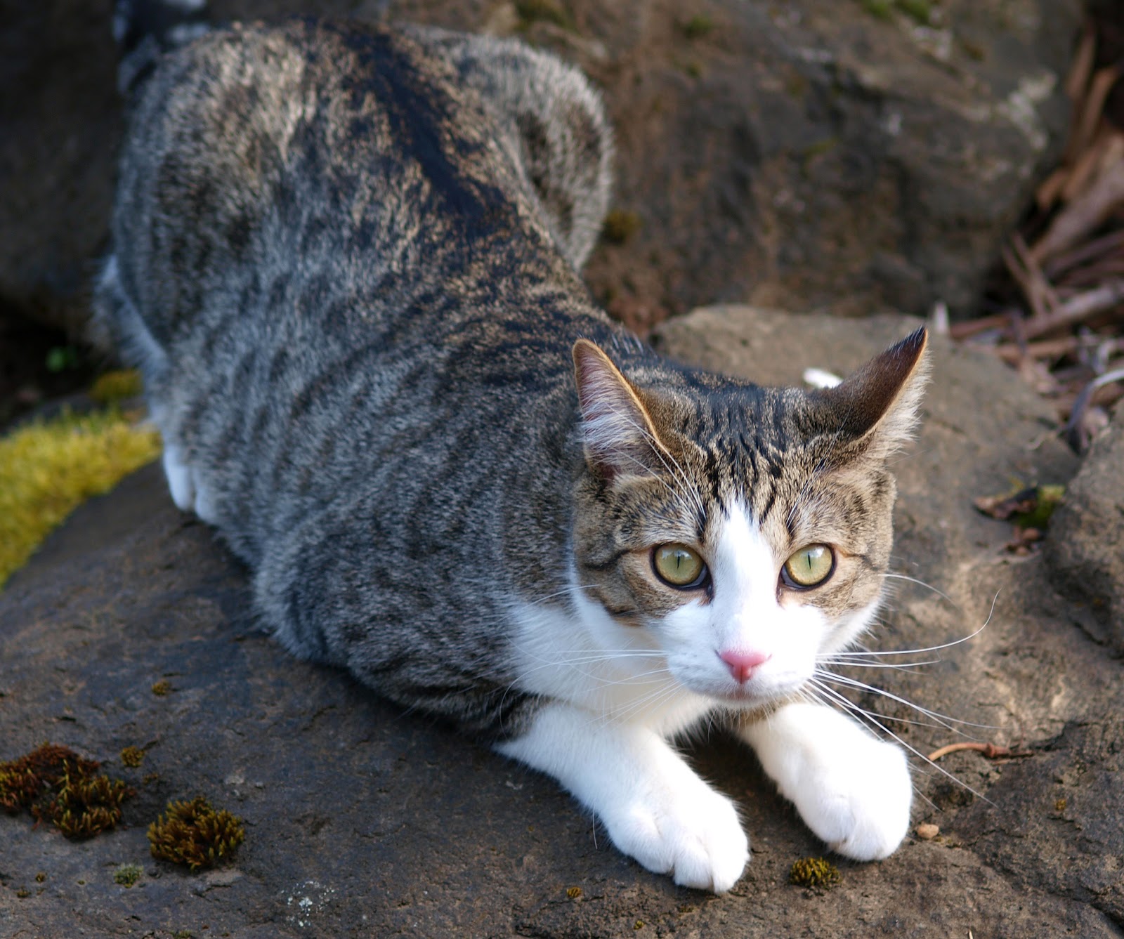 Cat Patches: New Gig