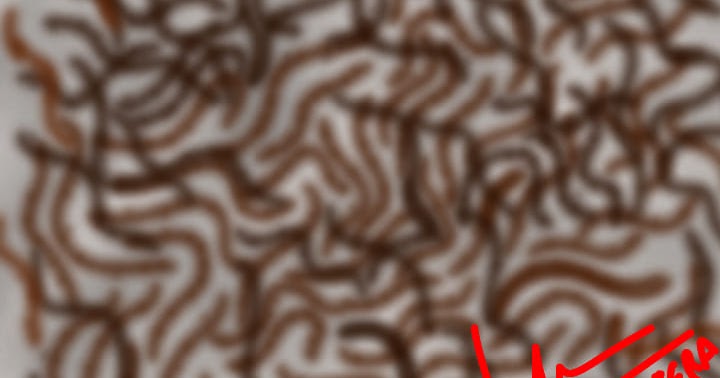 Blog Sejarah, Sains, Astrologi, Metafisika: RIBUAN CACING KELUAR DARI ...