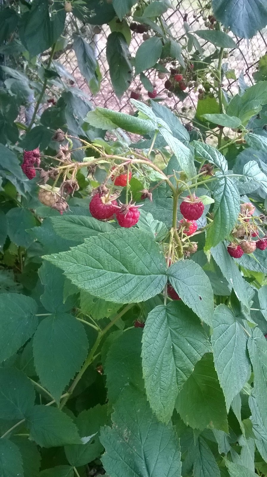 Freakin' Flabuless: Iced Banana Berry Salad for 6 Weight Watchers ...