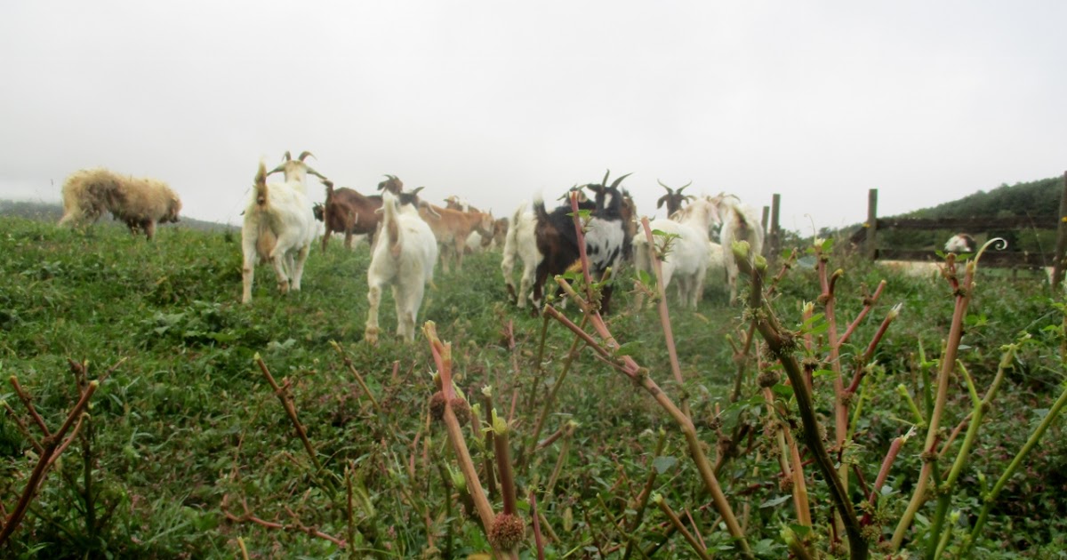 4R Ranch: Goats At Work