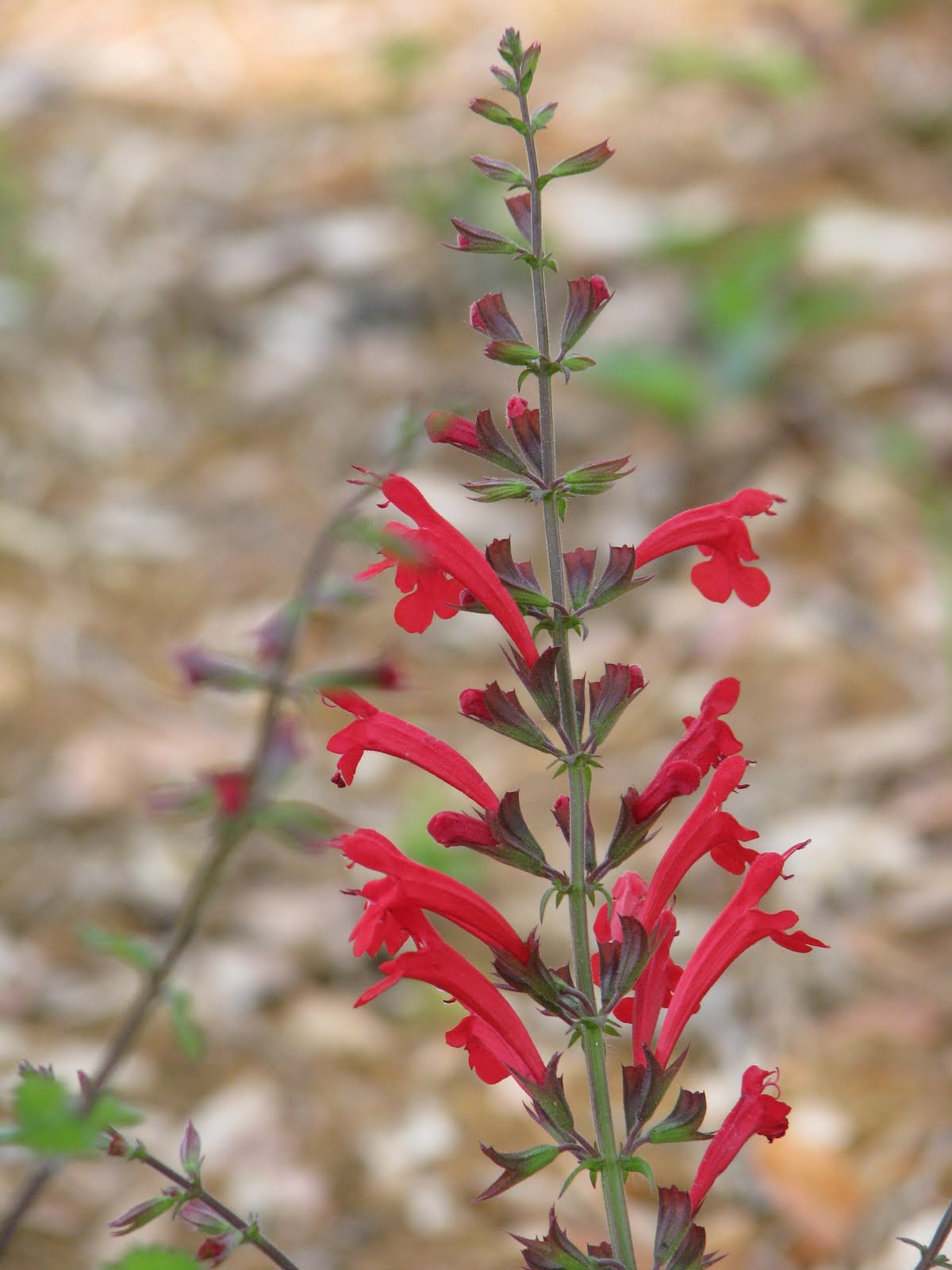 Plano Prairie Garden: Spring Flowers on the Prairie