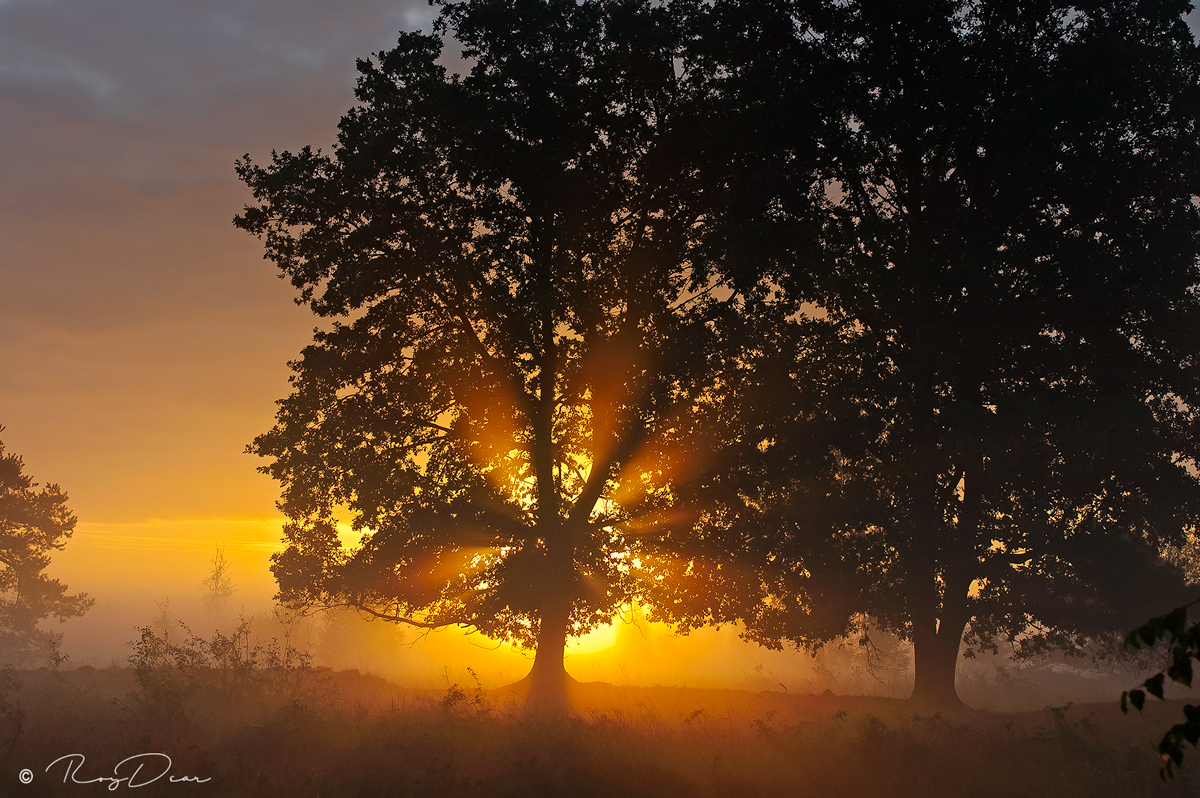 Foto's: Mistige ochtend