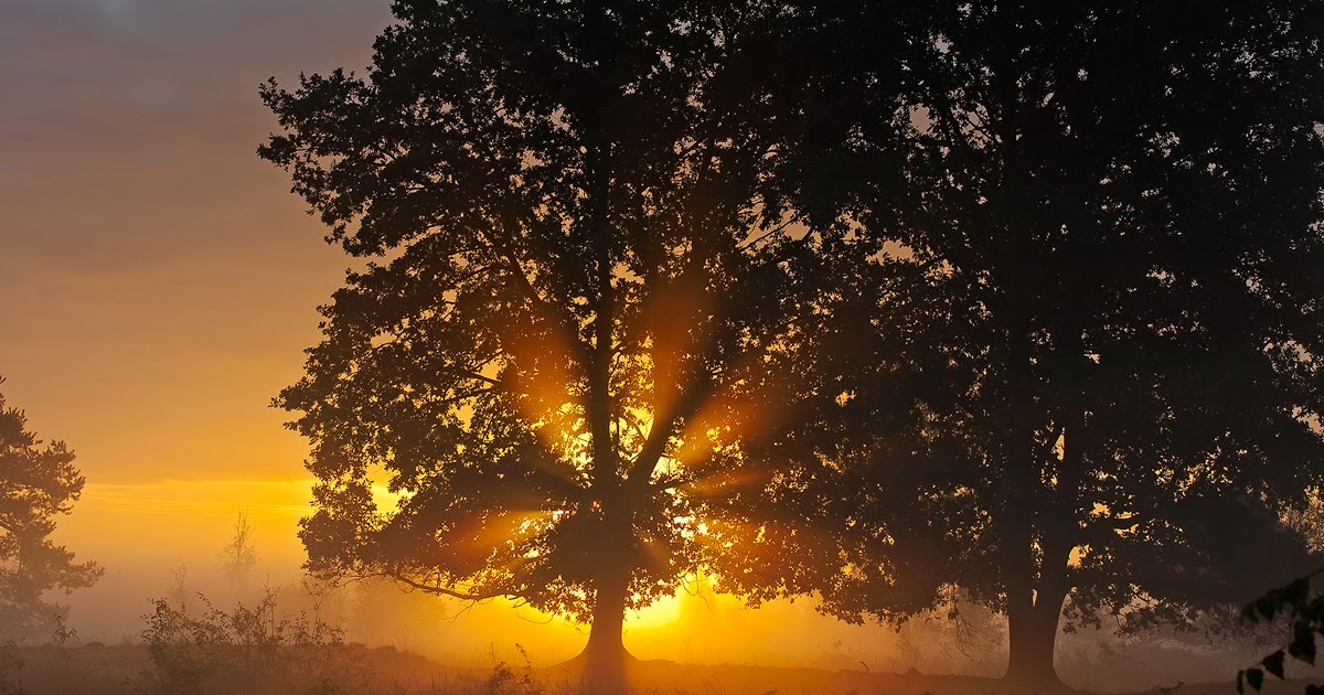 Foto's: Mistige ochtend