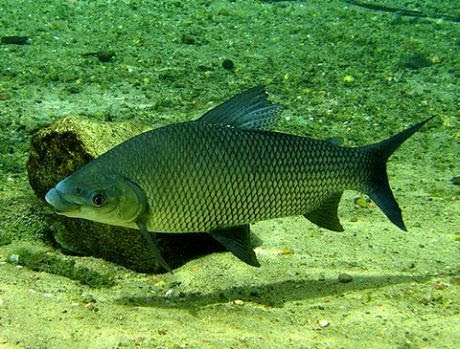 No Mar Profundo: Curimbatá