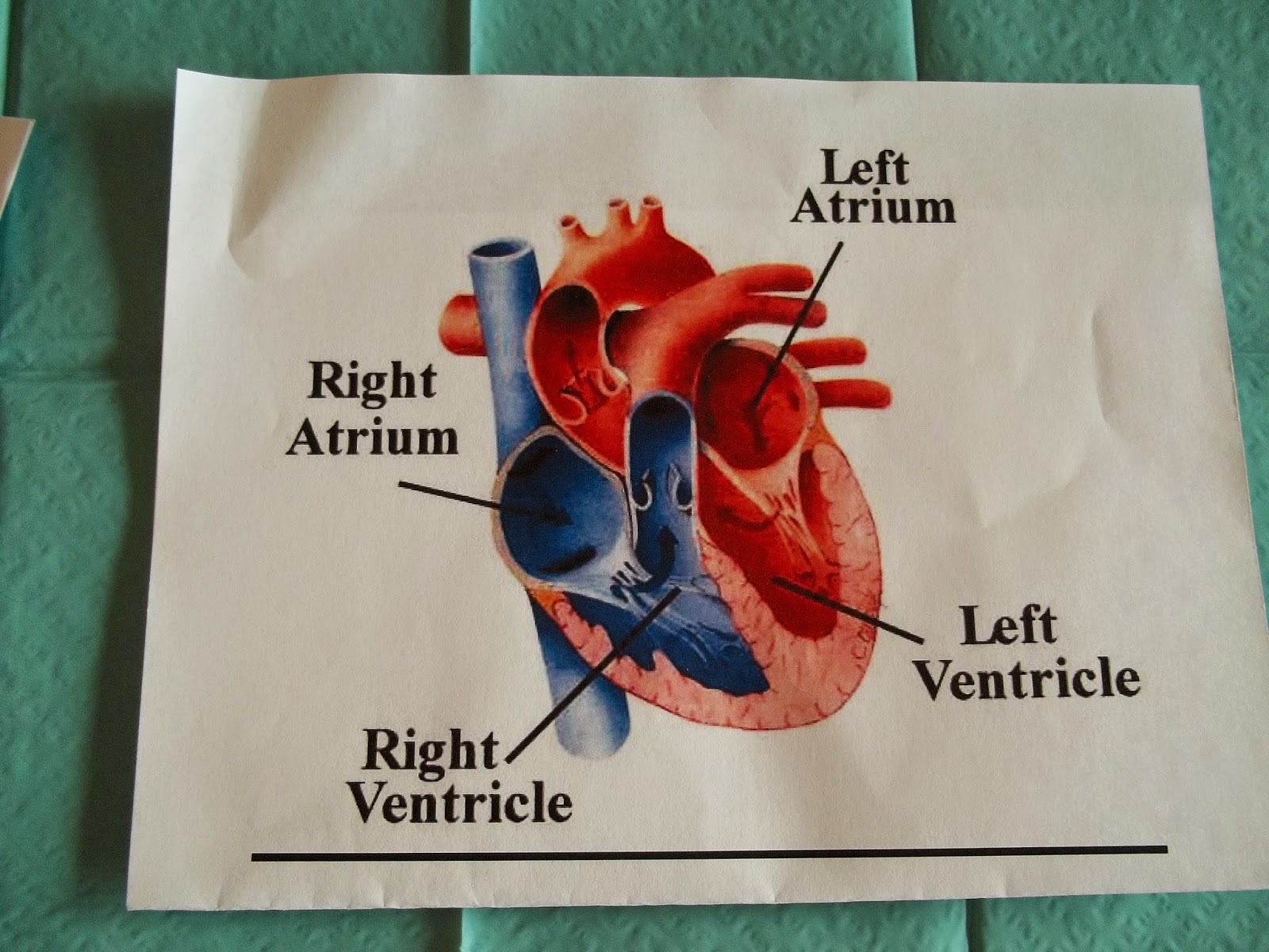 Science Projects: Visit from Medtronic-dissecting a heart