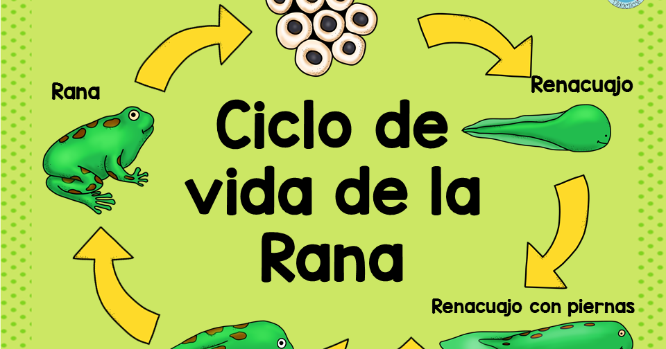 GRADO 1-2 CHRISTIAN CAMPO: NATURALES CICLO DE VIDA DE LOS SERES VIVOS