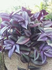 Fichas de Biología: Planta Cohitre Morado