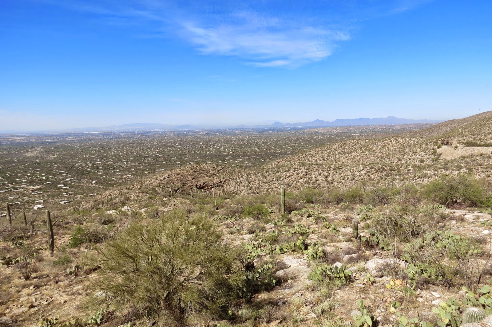 Where's Liz? 2014: Sky Island Scenic Byway, Mt. Lemmon, Tucson, AZ