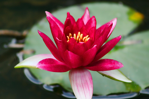 Red Lotus Flower - Flower HD Wallpapers, Images, PIctures, Tattoos and ...