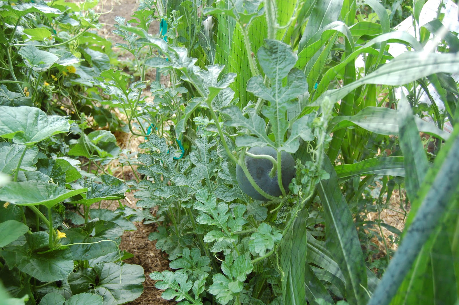 Midwestern Garden: Here is a shot of my vertical watermelon and ...