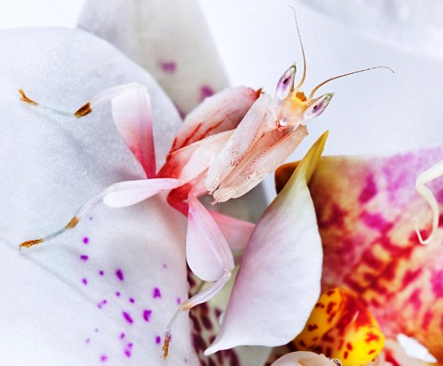 OrchidCraze: Mentadak-Mentadu..The Orchid Mantis