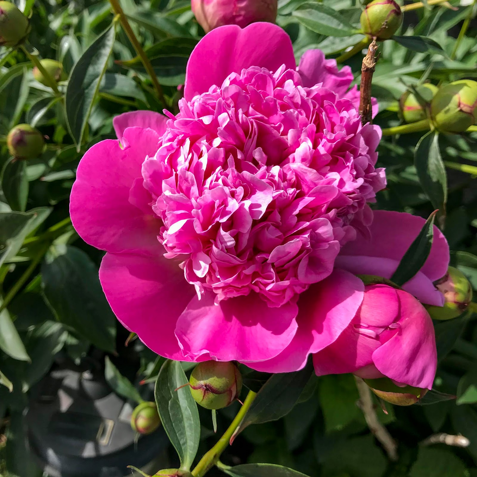 ninisworld: Grannens pioner