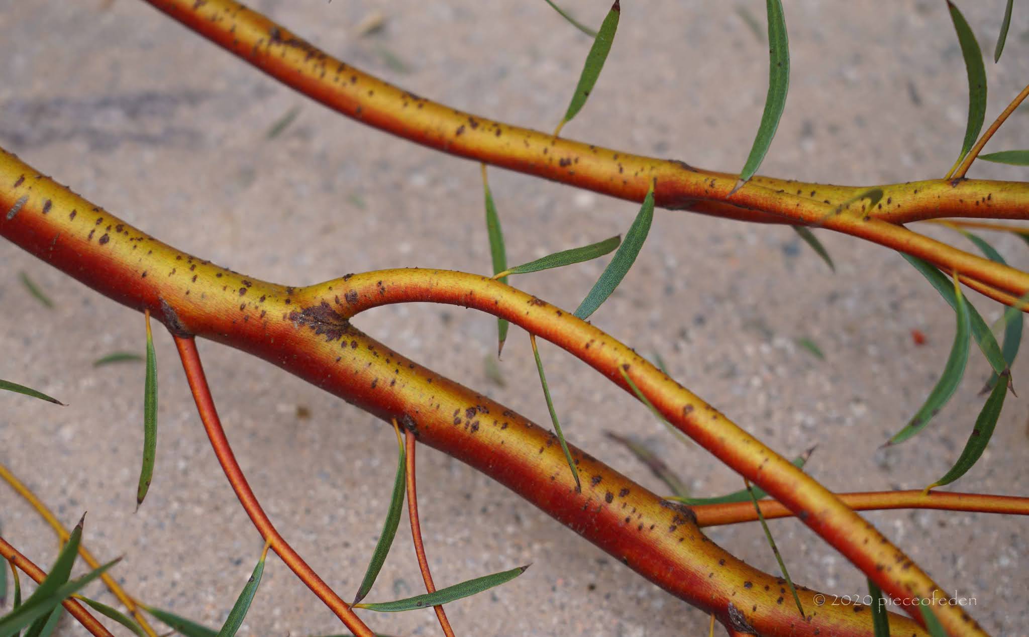 Eucalyptus 'Moon Lagoon' Five Years Later And Other Stuff