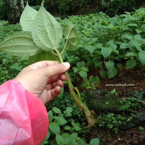 Ade UFi: Manfaat Daun Pohpohan Sumber Pangan dari Hutan