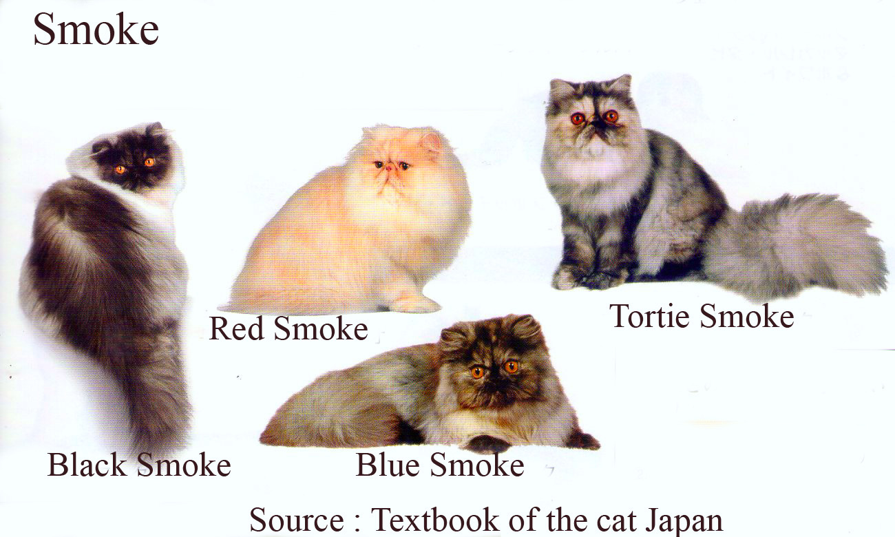 Aneka Pola Warna Kucing Ras Persia dan Lainya ~ info kucing persia ...