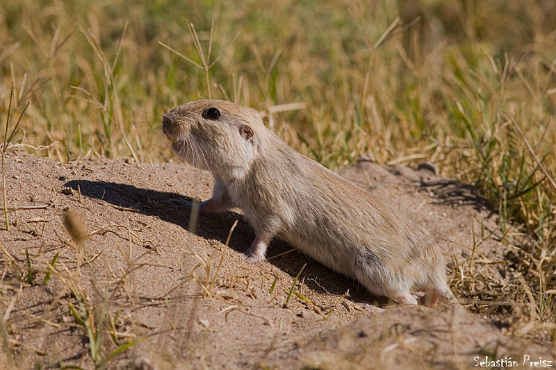 BIBOCA AMBIENTAL : TUCO -TUCO