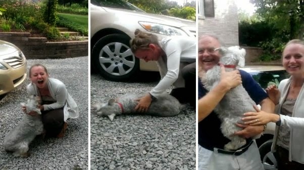 Perrita Se Desmaya Por La Emoción De Reencontrarse Con Su Dueña Después De Dos Años Seamos Mas
