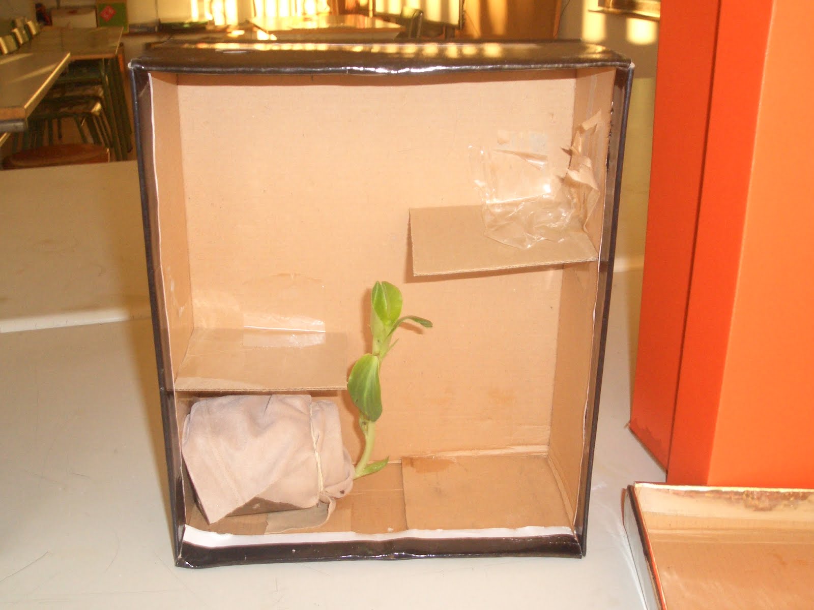 SCIENCE FOR CURIOUS STUDENTS: Shoe box maze Experiment!