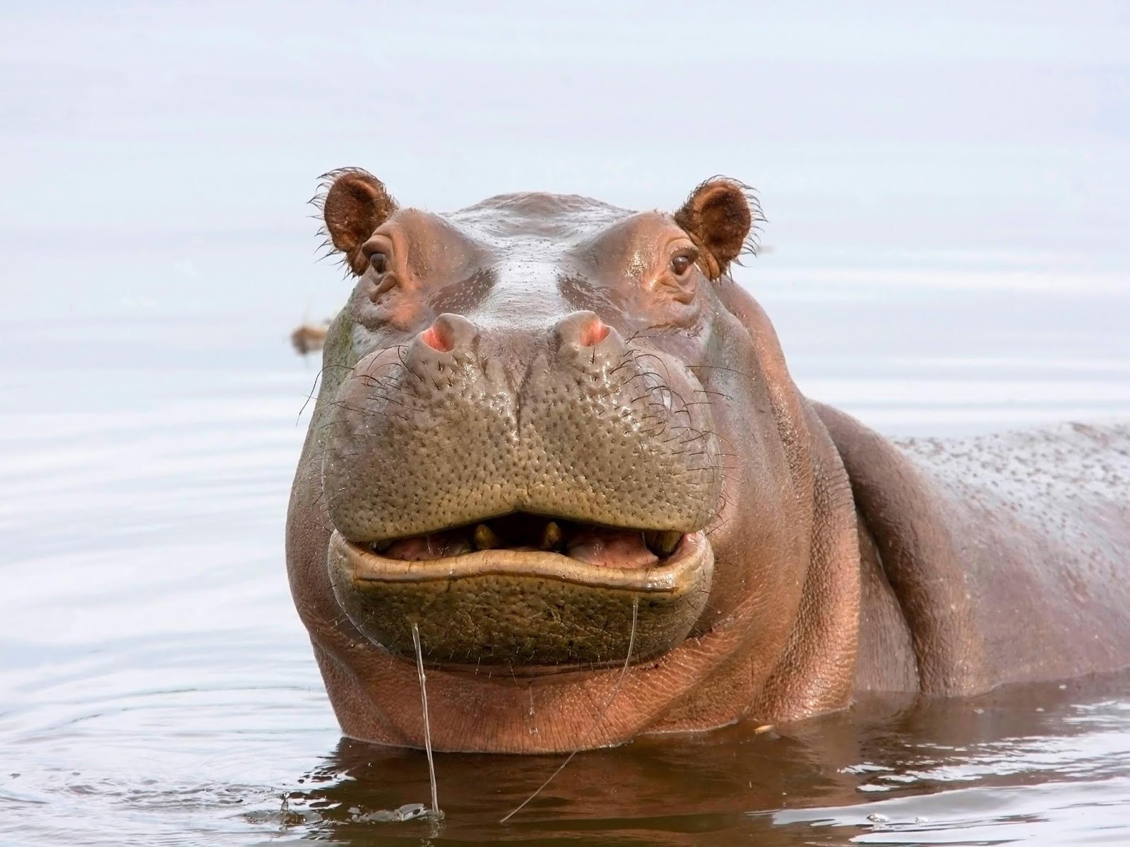 ANIMALS TIME : The 10 Best Hippos Pics