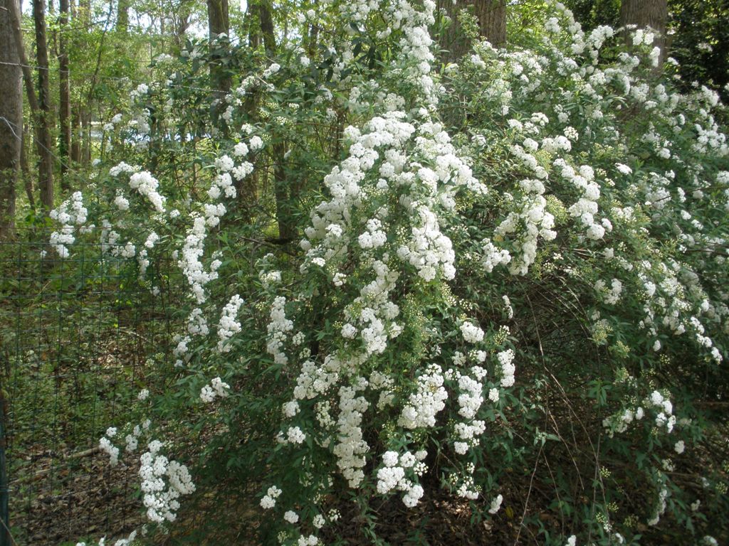 MARIETTE'S BACK TO BASICS: {Our Cornus Kousa (Japanese Dogwoods ...