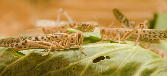 biomimicry KTH: Visual collision detector