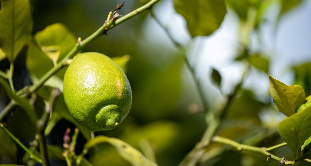 ANPP Animales y Plantas de Perú: Lima - Citrus aurantifolia: Perú ...