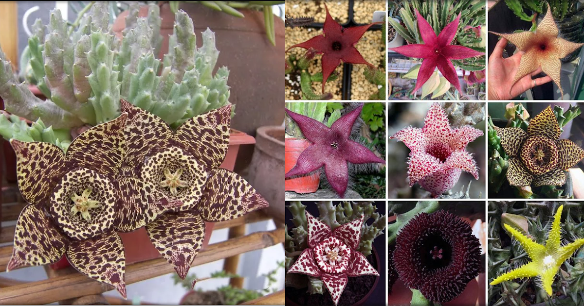 How to Grow and Care for Stapelia