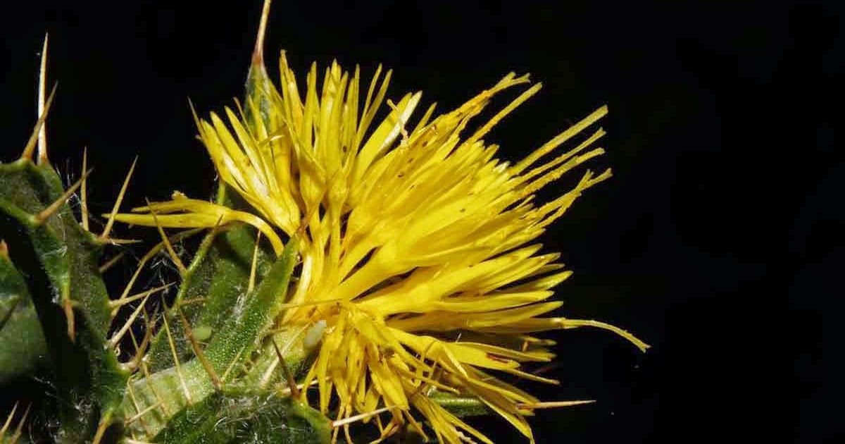 Medicinal Plants: Carthamus oxyacantha, Wild Safflower, Jeweled Distaff ...