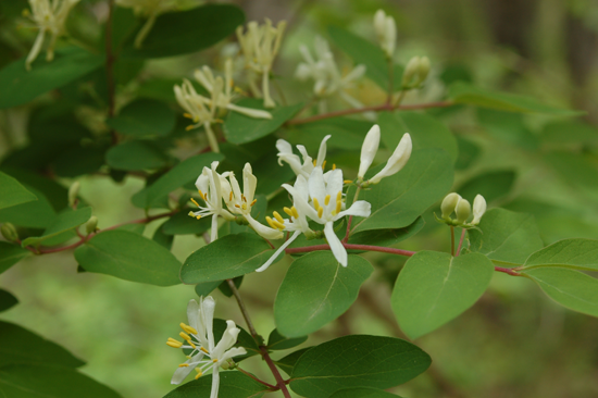 Michigan Wildflowers 2012: April 23: Honeysuckle and Jack-in-the-Pulpit ...