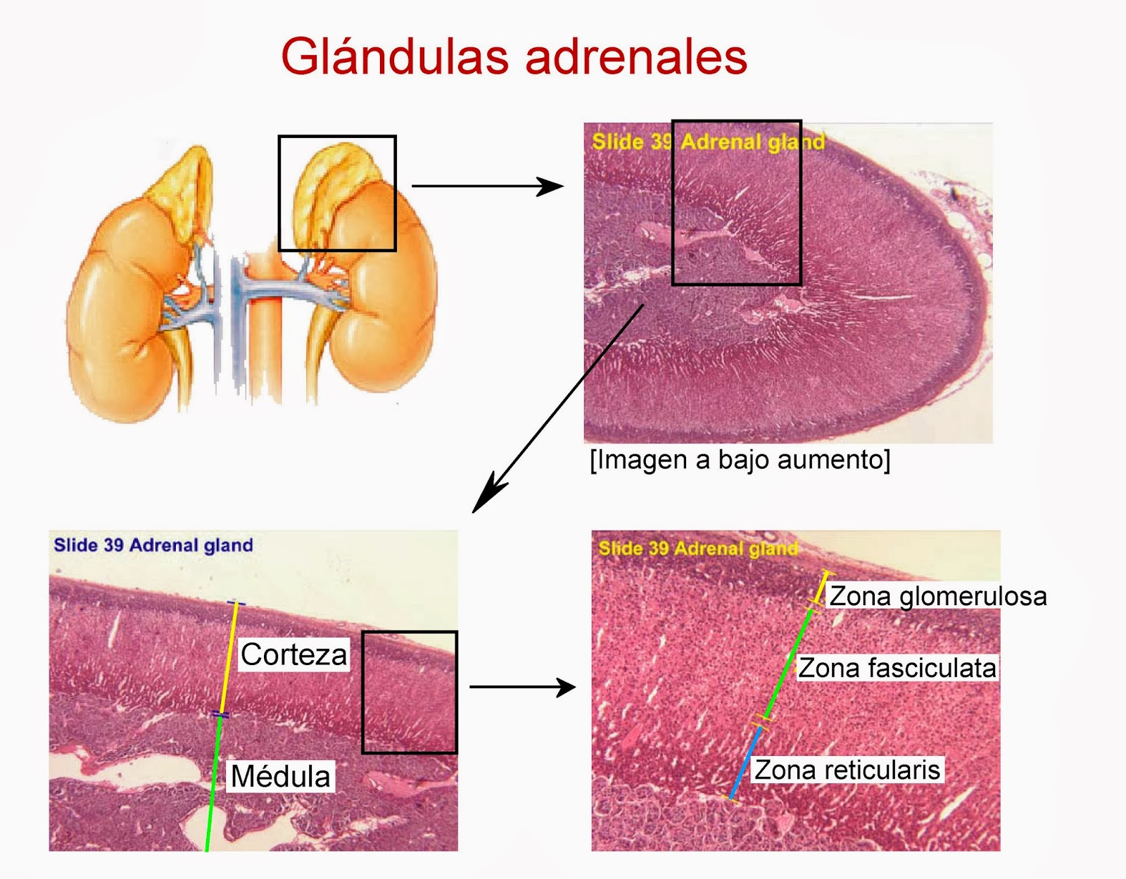 Hormonas : COLESTEROL III. Hormonas Esteroideas