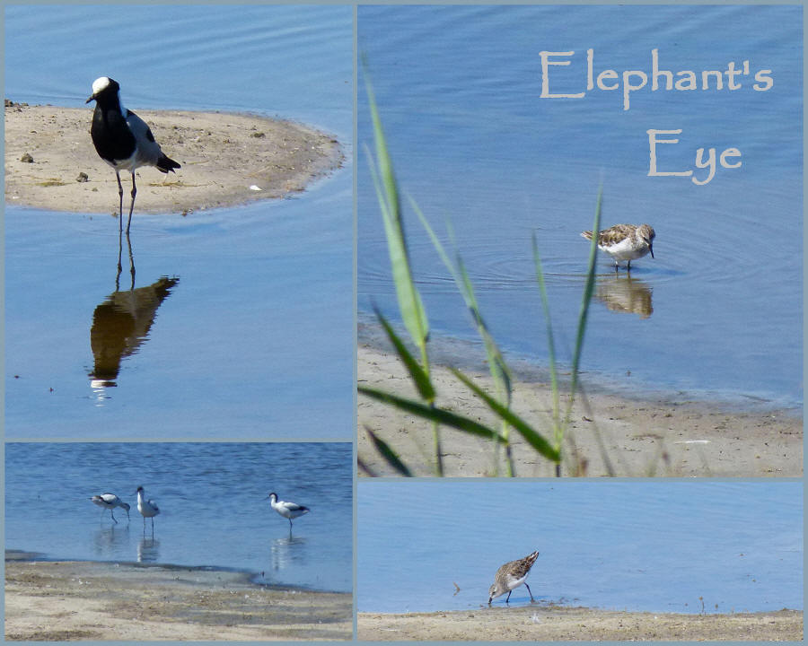 Rocher Pan, birds by the sea