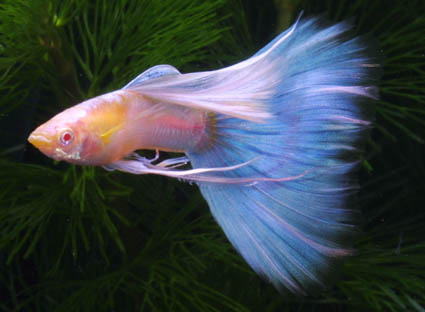 Aspundir: Beautiful Peacock Fish