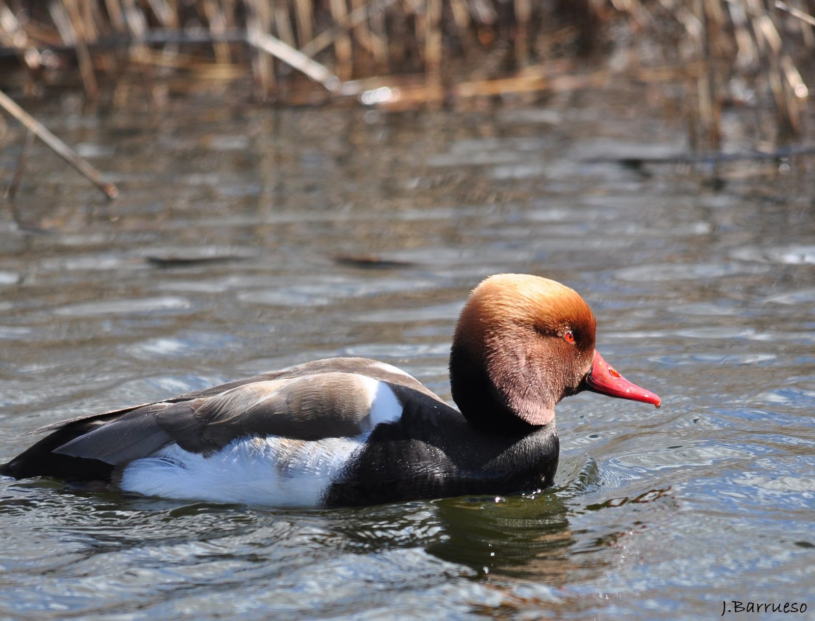 De paseo por la naturaleza: Tablas de Daimiel II: el pato colorado.