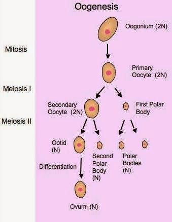 MAHFUD GURU BIOLOGI SMP YPPI - 2 SURABAYA: SISTEM REPRODUKSI PADA MANUSIA