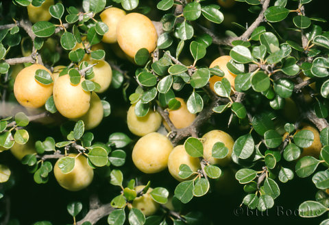 PLANT FAMILIES OF PUERTO RICO AND FLORIDA PAPO VIVES: RHAMNACEAE ...