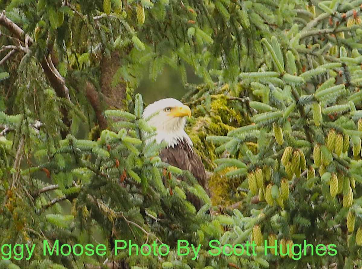 Soggy Moose Travels : Ketchikan