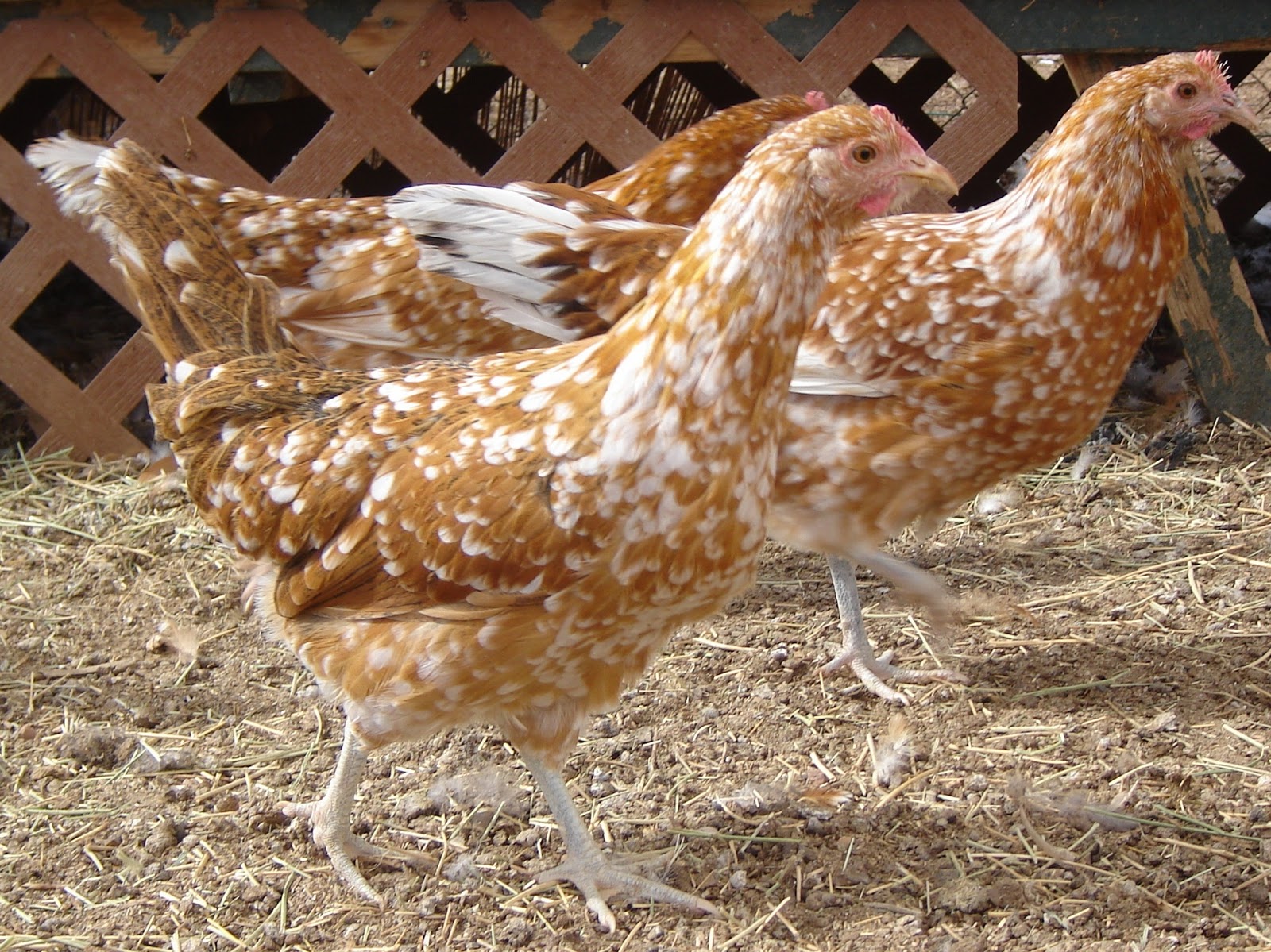 Aloha Chickens: The Return of Ginger