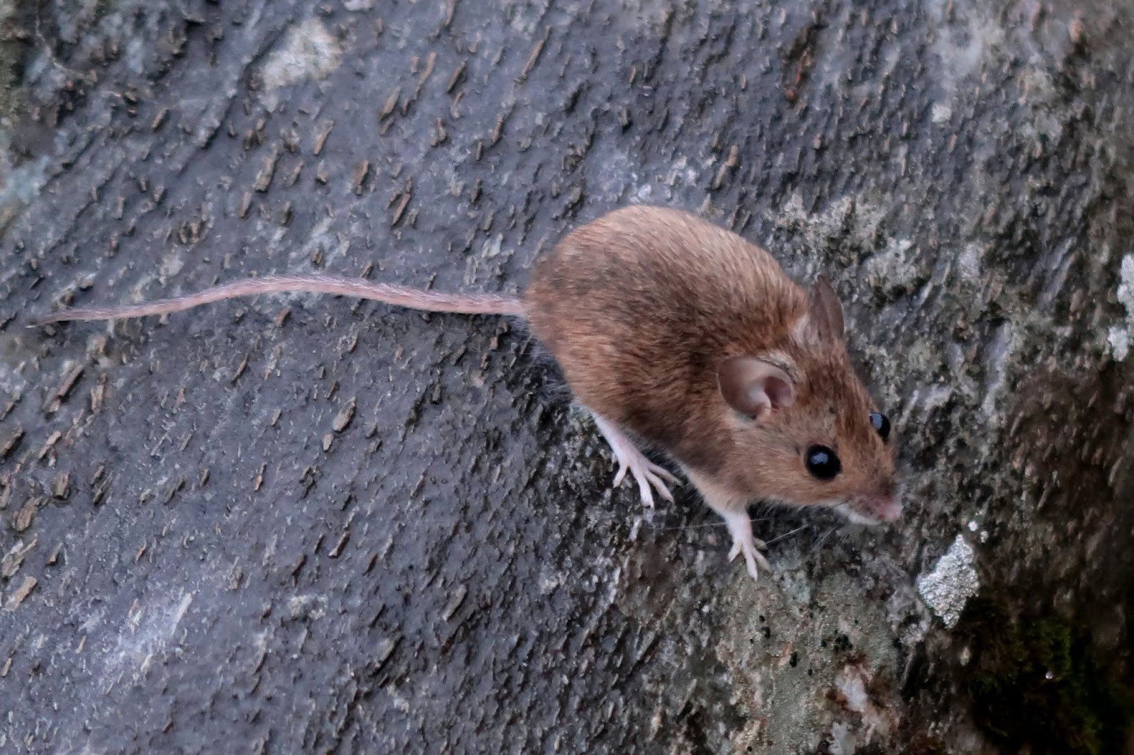 La luz de la montaña: 2019