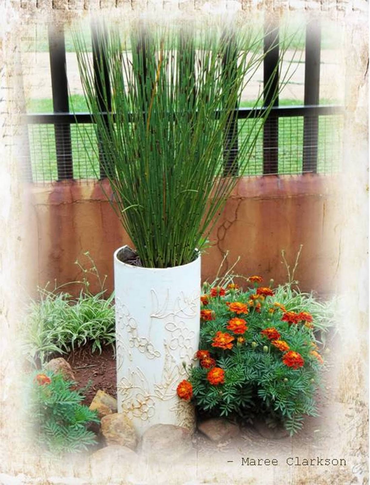 Hedgie's Nature Journal : January gifts - Cape Reed Grass