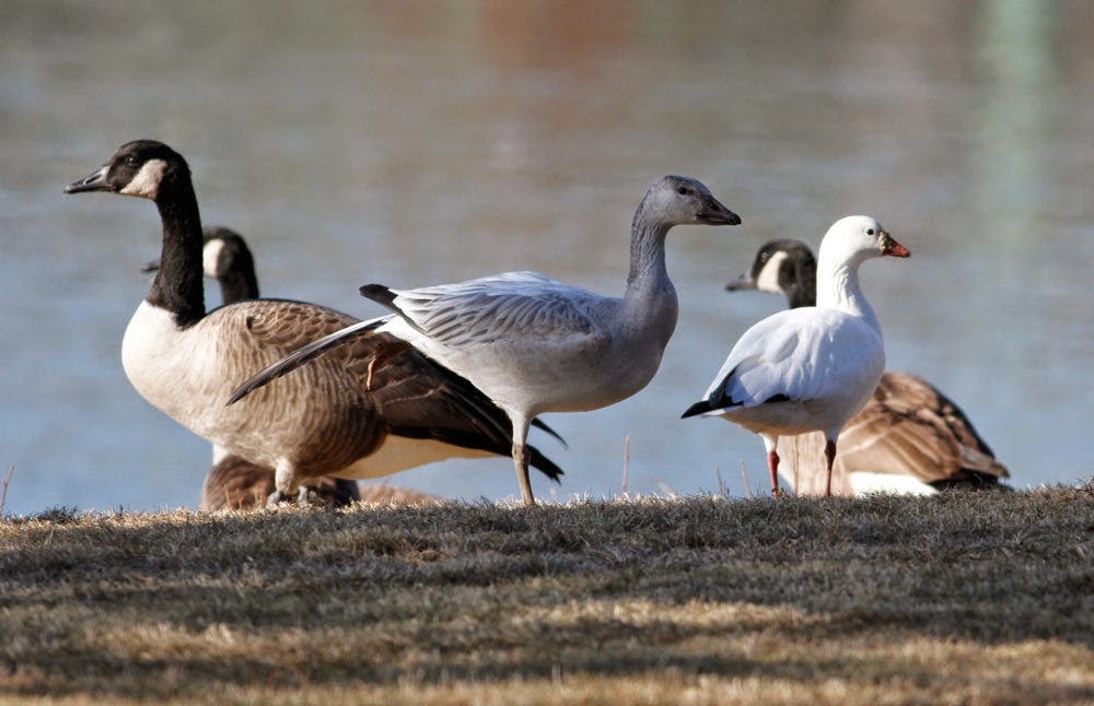 Pioneer Birding: MA - ROSS'S GOOSE in Gill