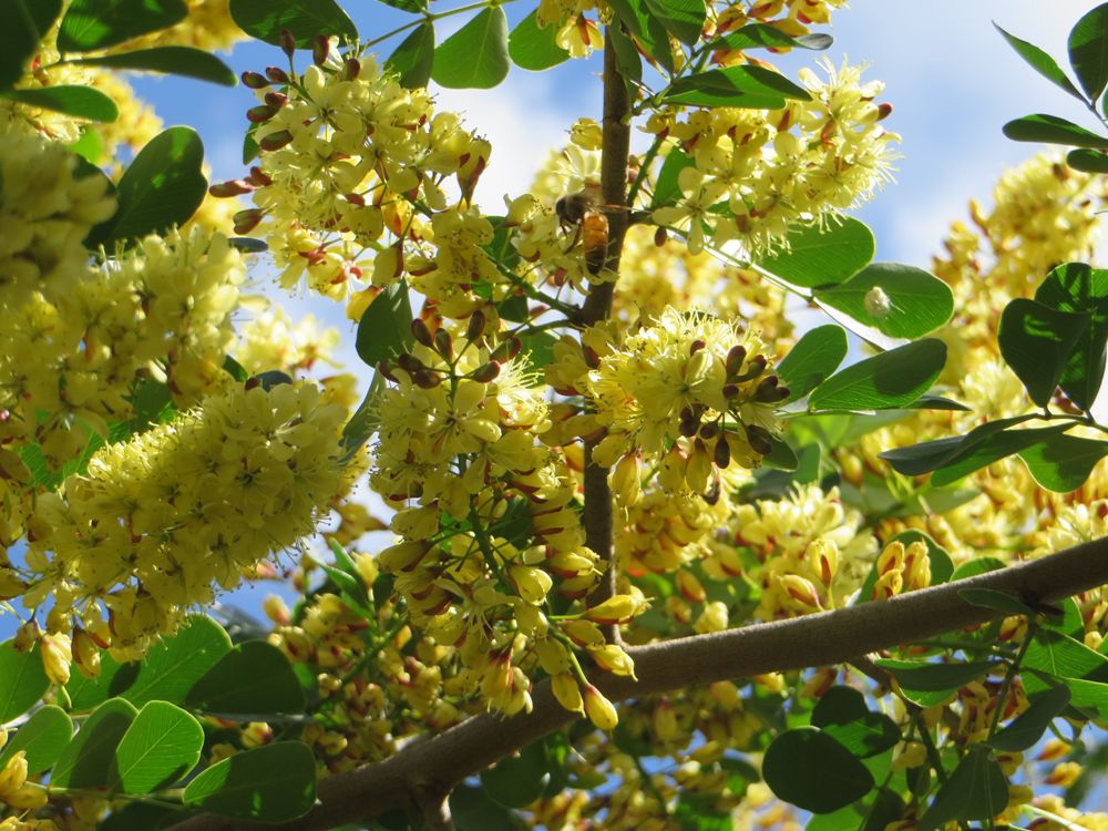 Rodrigues via Mauritius: Zeit für Campèche...A plant loved by bees ...
