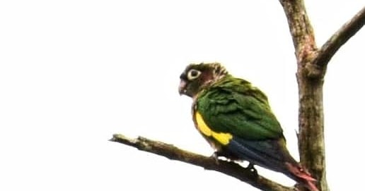 Conoce al periquito Aliamarillo