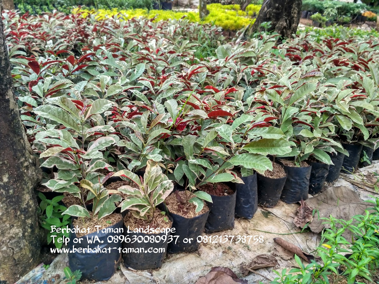 Jual Tanaman Sabang Dara | Sambang Dara | Sambang Darah | Tukang ...