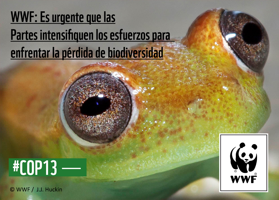 ASOCIACION ECOLOGISTA RIO MOCORETA: BIODIVERSIDAD : SOLO 5 % DE LOS ...