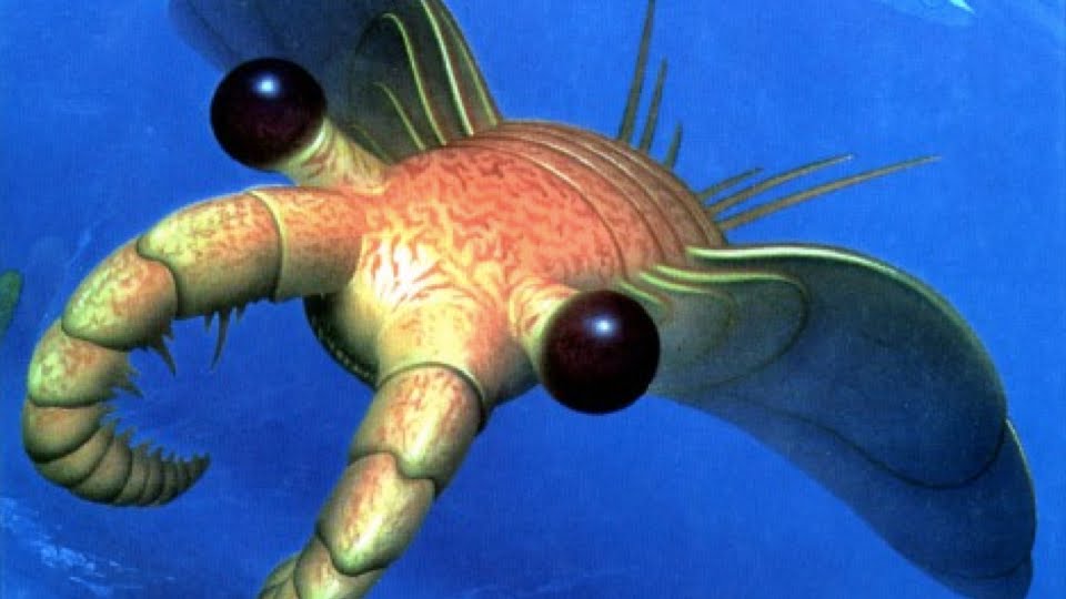The Book of Barely Imagined Beings: The eyes of Anomalocaris