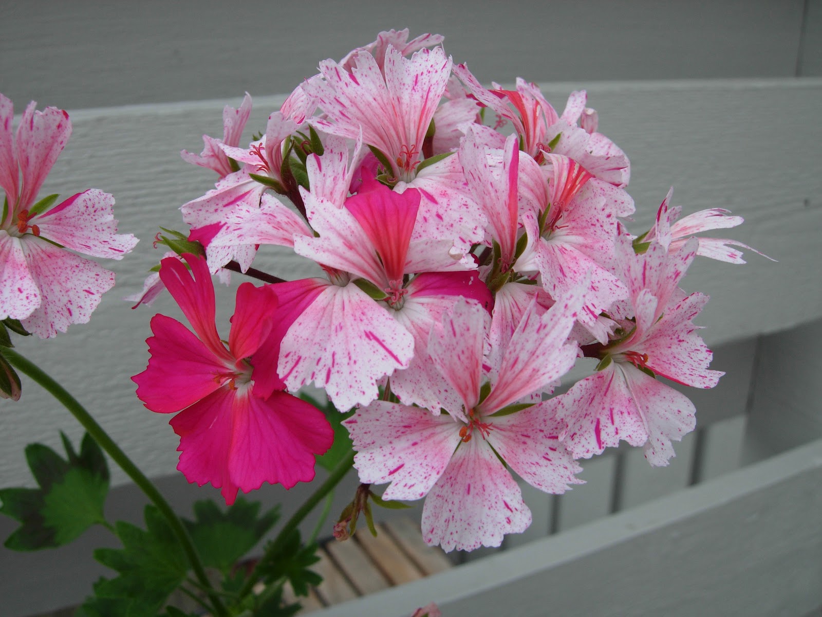 Pelargonernas Rike: augusti 2012