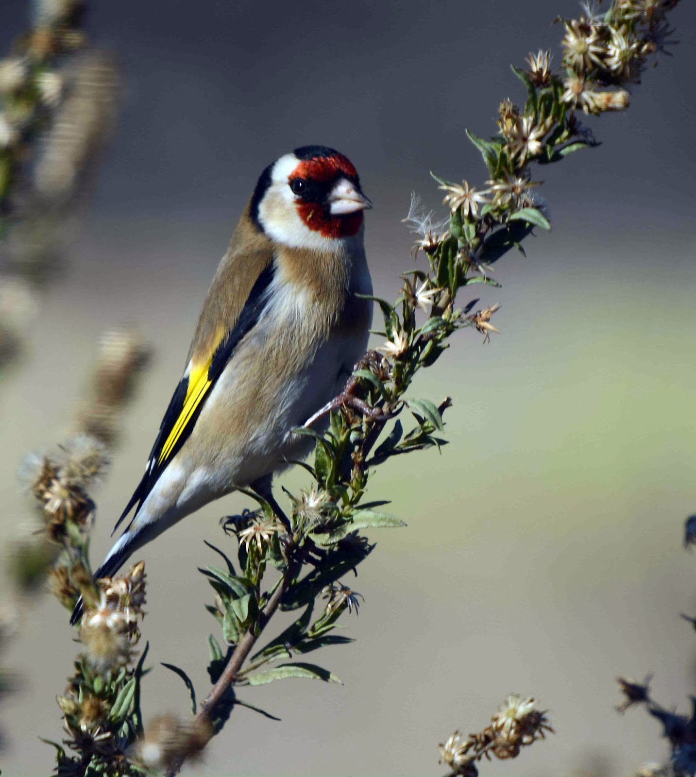 Blog del Màrius Domingo, Ca la Gallineta: Cadernera.
