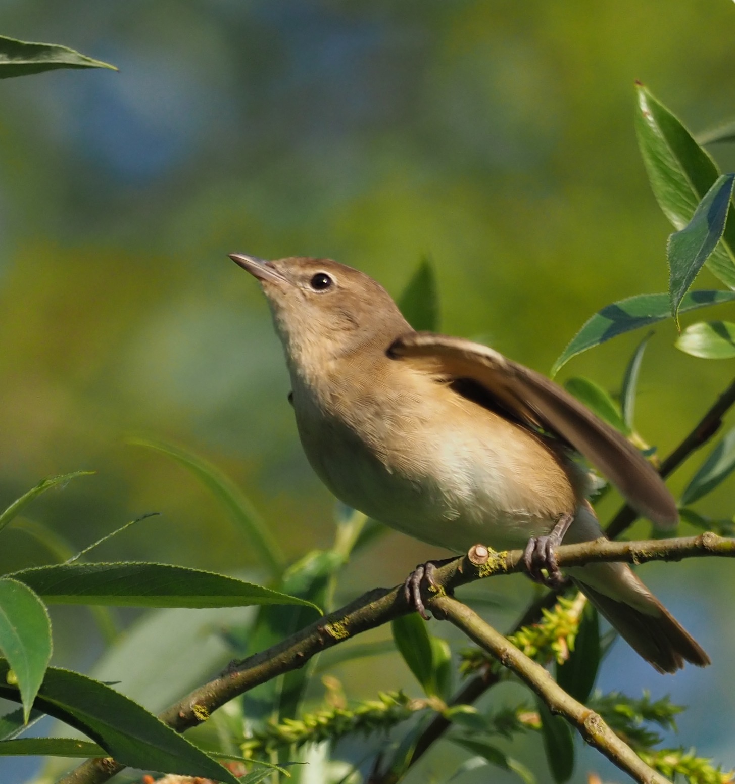 CAMBRIDGESHIRE BIRD CLUB GALLERY: Garden Warbler