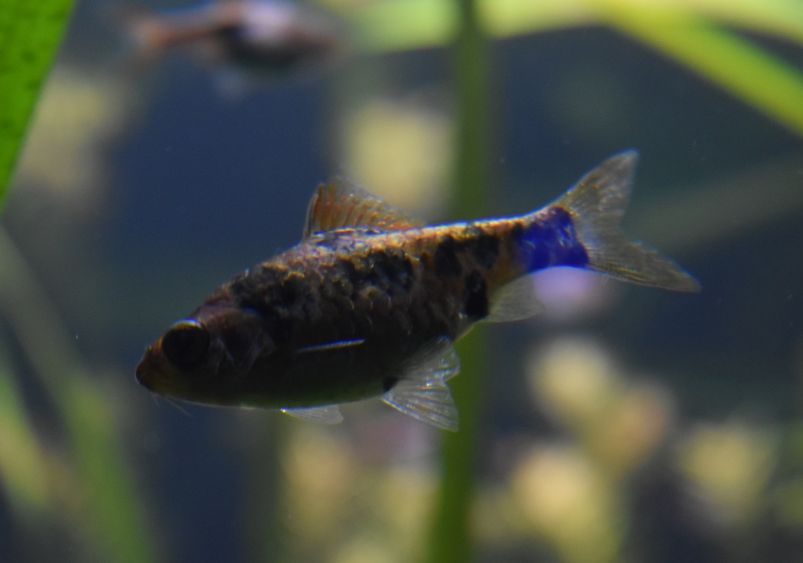 ZOOTOGRAFIANDO (6.100 ANIMALS): BARBO PIEL DE SERPIENTE / SNAKESKIN ...