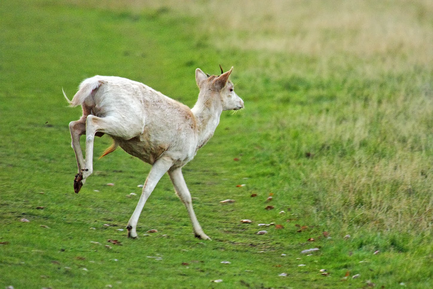 JJ's Photographic nature blog: November 2013